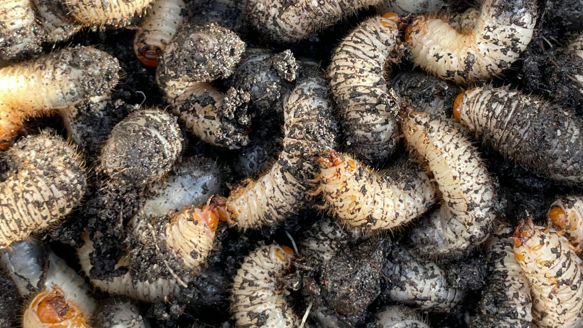 20 Disgusting Things That Used To Be A Part Of Everyday Life - HistorySnob