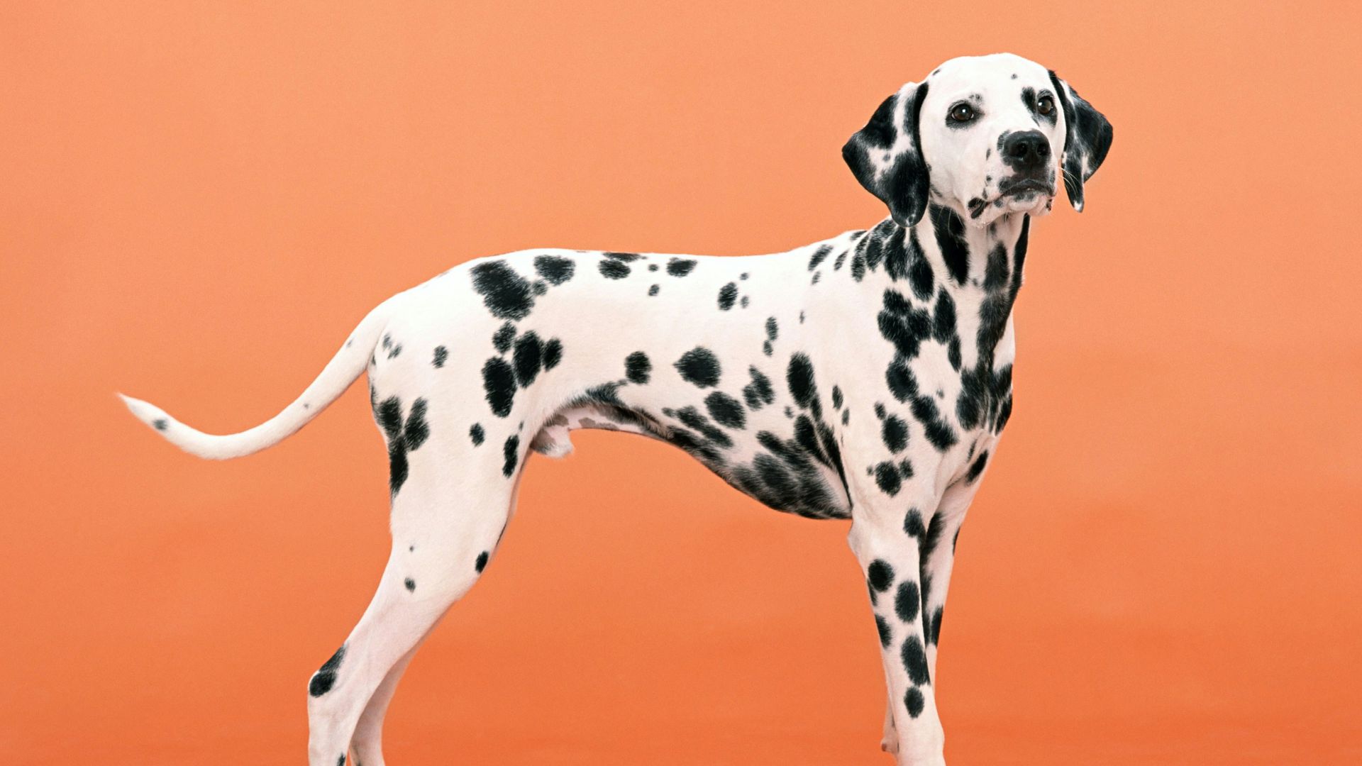 From Lost Cosmonauts to Ghost Armies: 20 Historical Conspiracies That ...