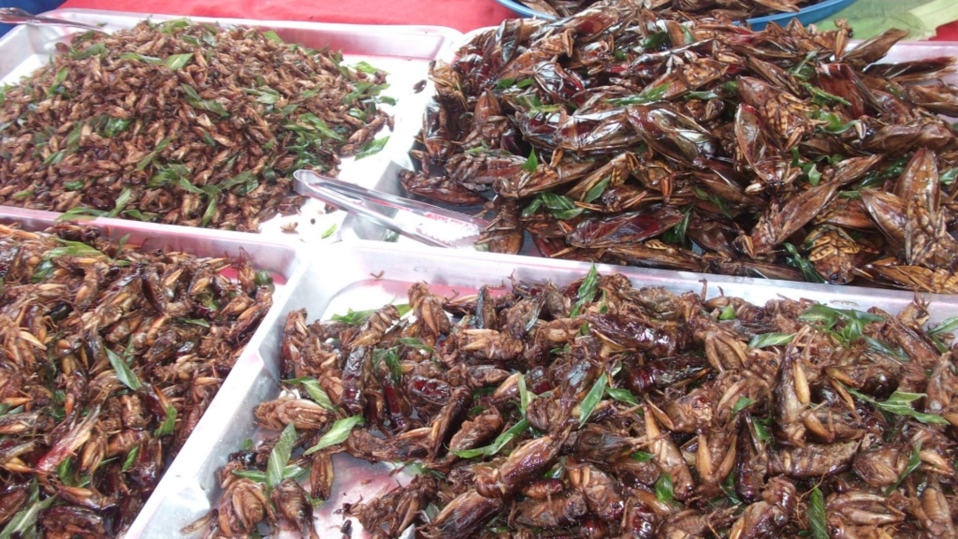 Crunchy Critters: 20 Edible Insects From Around the World - TheSpicyChefs