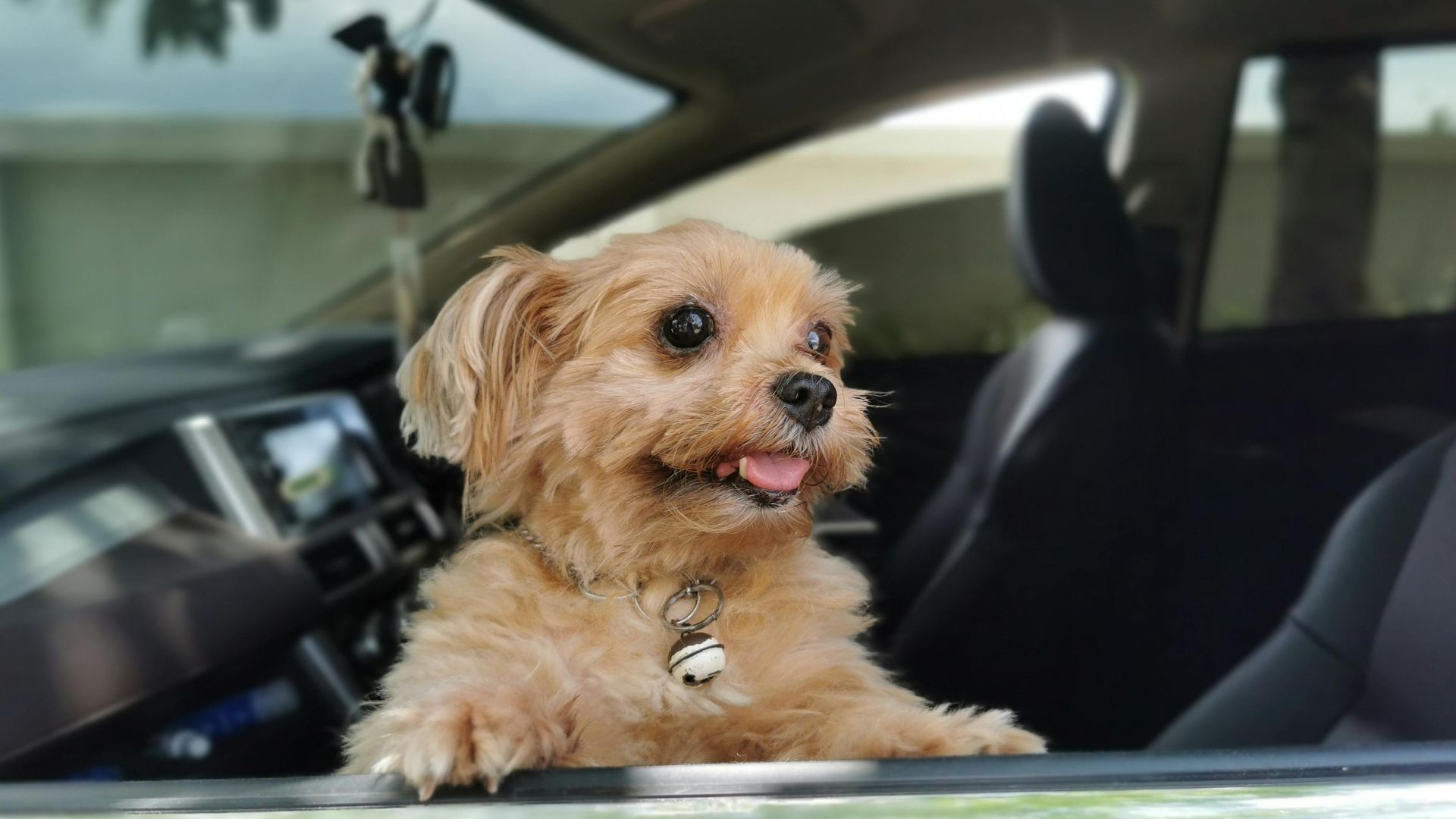 The 20 Worst Things To Spill In Your Car - WealthyDriver